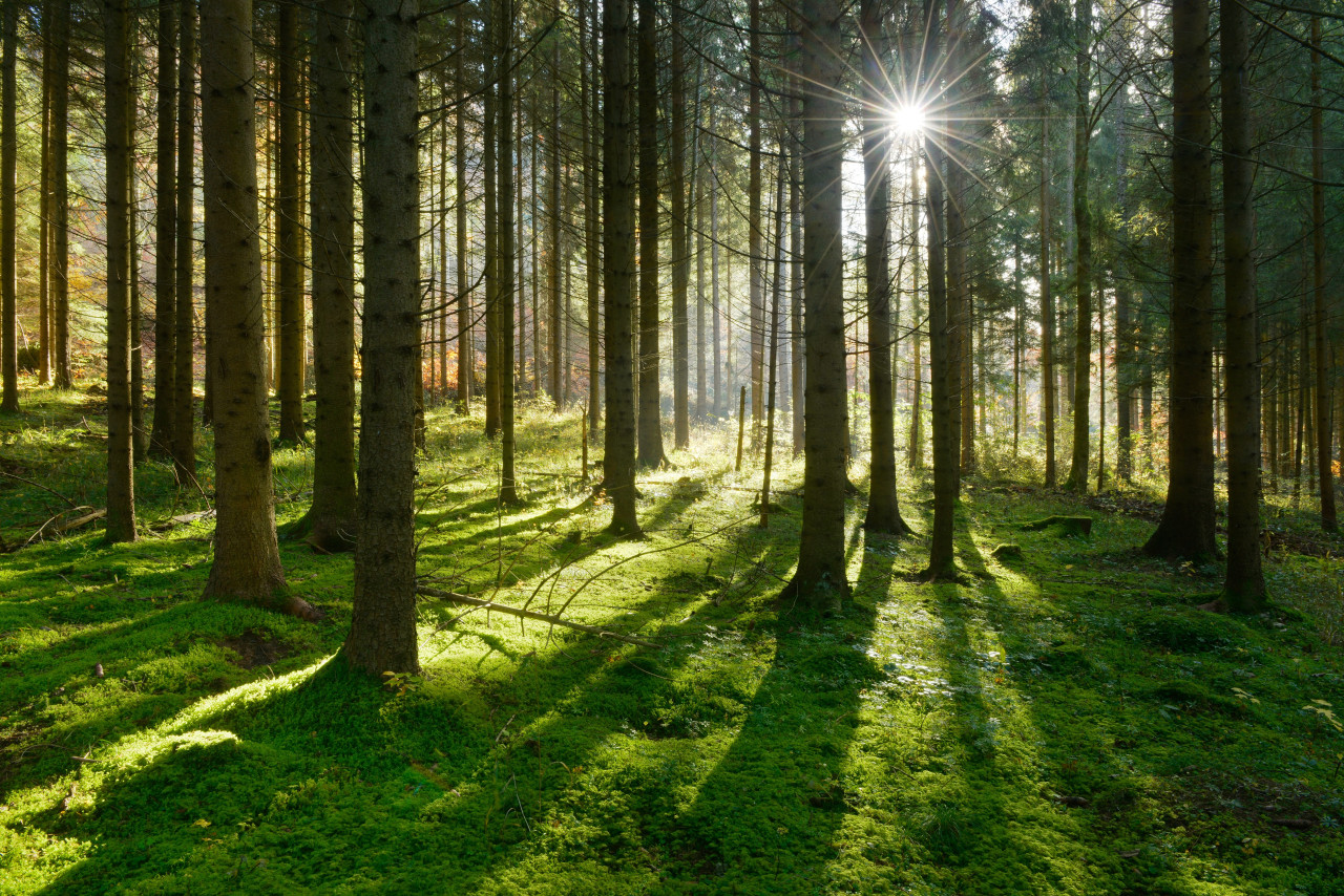 Die Fichte: Wunderwaffe aus dem Wald