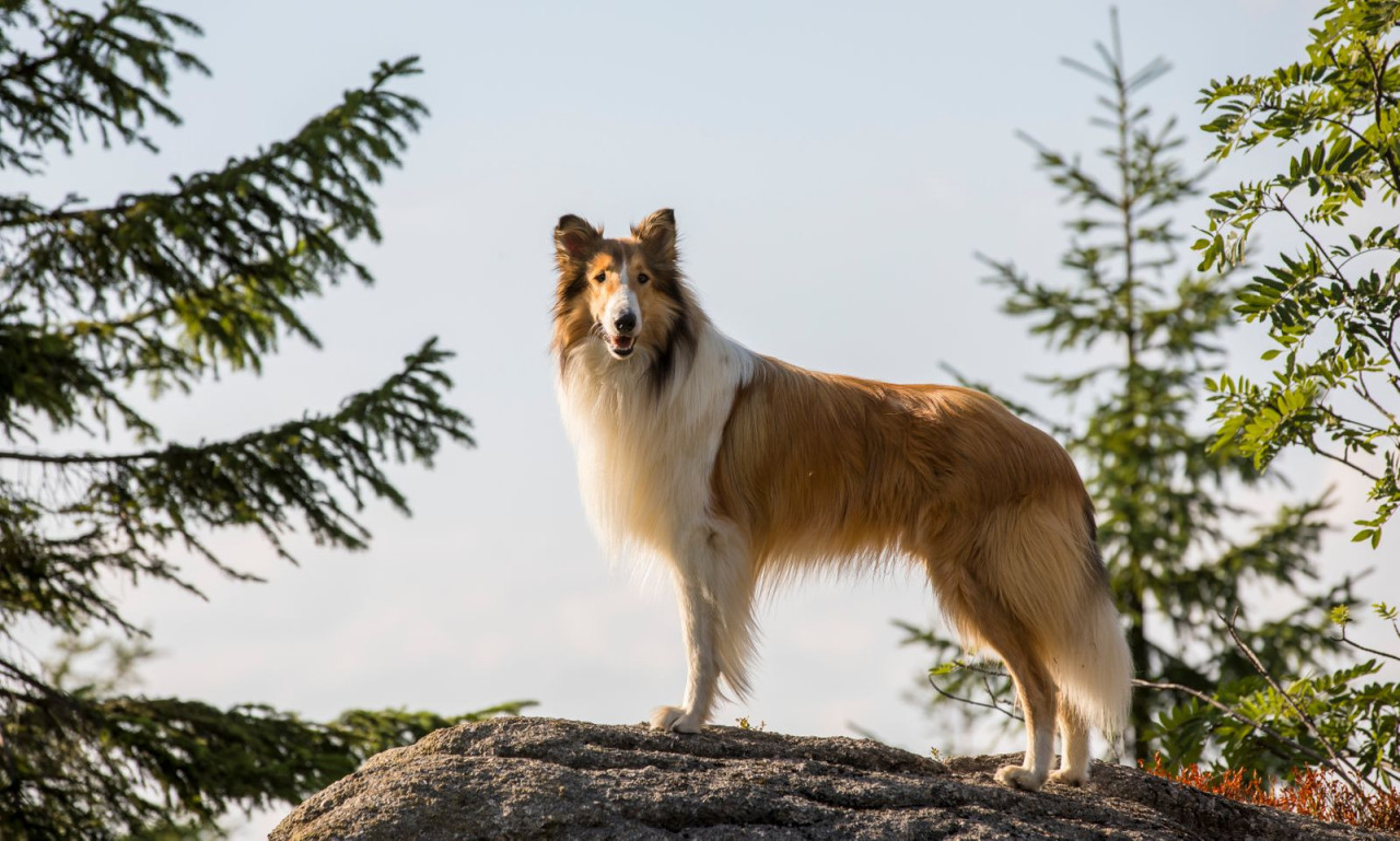 Lassie - Eine abenteuerliche Reise - Trailer, Kritik, Bilder und Infos ...